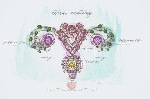 The cervix and ultrasound scan - Somerset Early Scans